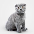 Kattenwinkel: kattenvoer en kattenaccessoires goedkoop bij zooplus