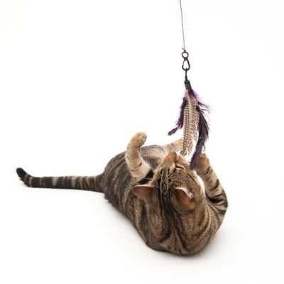 Bird Cat Dangler Toy | Great deals at zooplus!