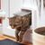 SureFlap kattlucka med chip, vit | bitiba.se